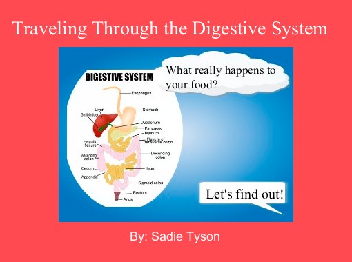 "Traveling Through the Digestive System" - Free stories online. Create ...