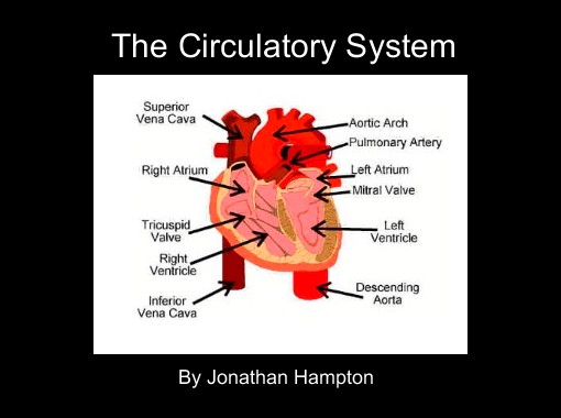 "The Circulatory System" - Free stories online. Create books for kids ...