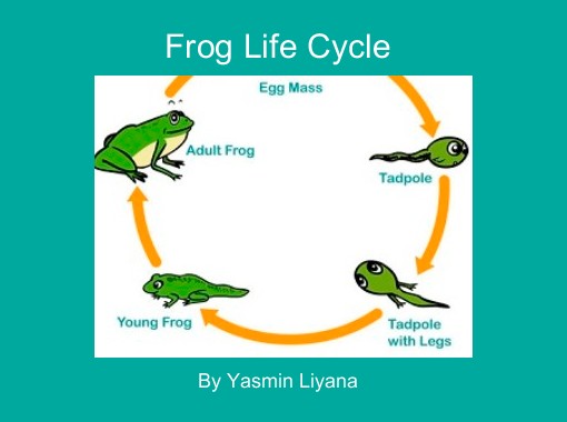 Red Eyed Tree Frog Life Cycle