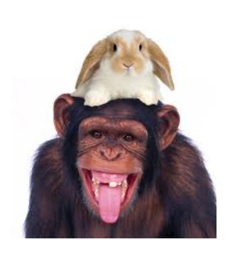 "The monkey and the rabbit" - Free stories online. Create books for ...