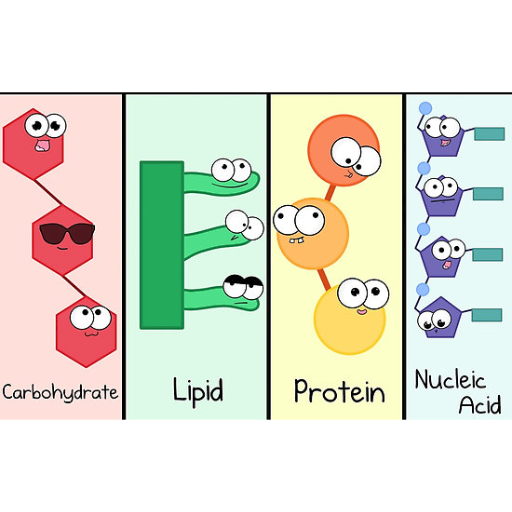 "A Tour of Macromolecules" - Free stories online. Create books for kids ...