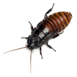 "Carlos the Cockroach" - Free stories online. Create books for kids ...