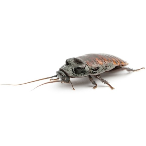 "Carlos the Cockroach" - Free stories online. Create books for kids ...