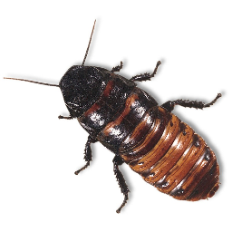 "Carlos the Cockroach" - Free stories online. Create books for kids ...