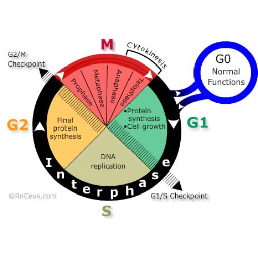 "The Cell Cycle Story" - Free stories online. Create books for kids | StoryJumper