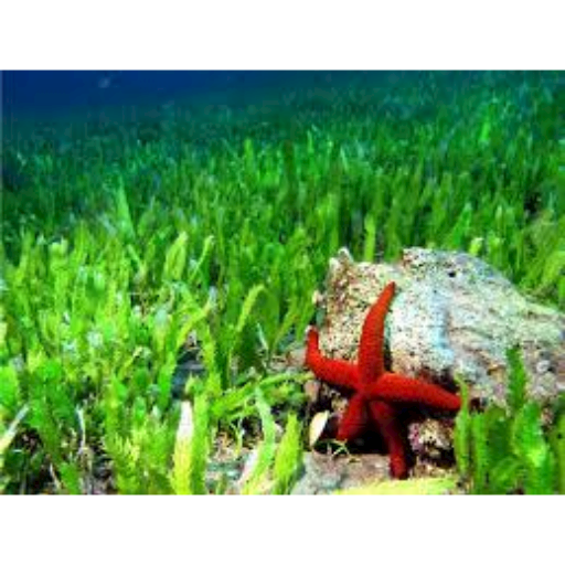 "Regnul Protista. Algele." - Free stories online. Create books for kids ...