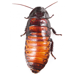 "Carlos the Cockroach" - Free stories online. Create books for kids ...